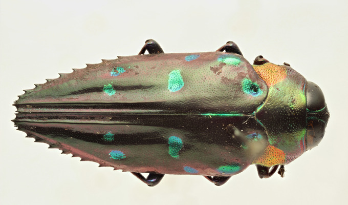 Entomological Collection Coleoptera Beetles National Museum